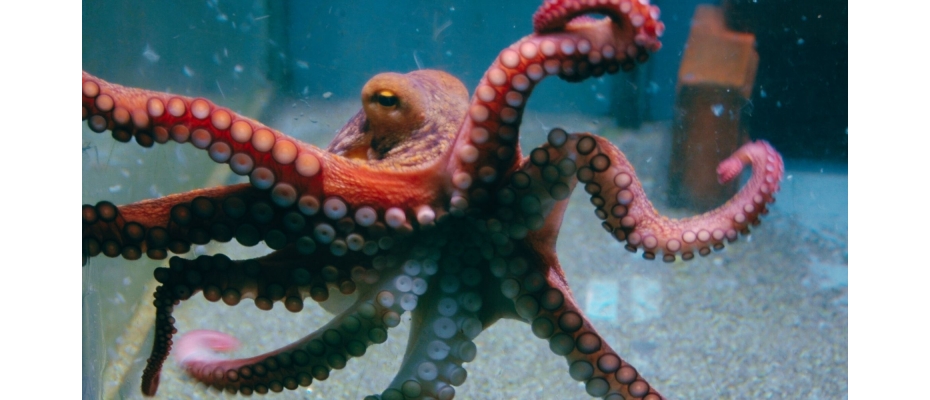 The chromosome-level genome for the common octopus becomes a reference ...