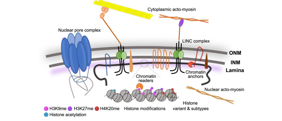 Unravelling how the genome’s 3D structure is shaped in early ...